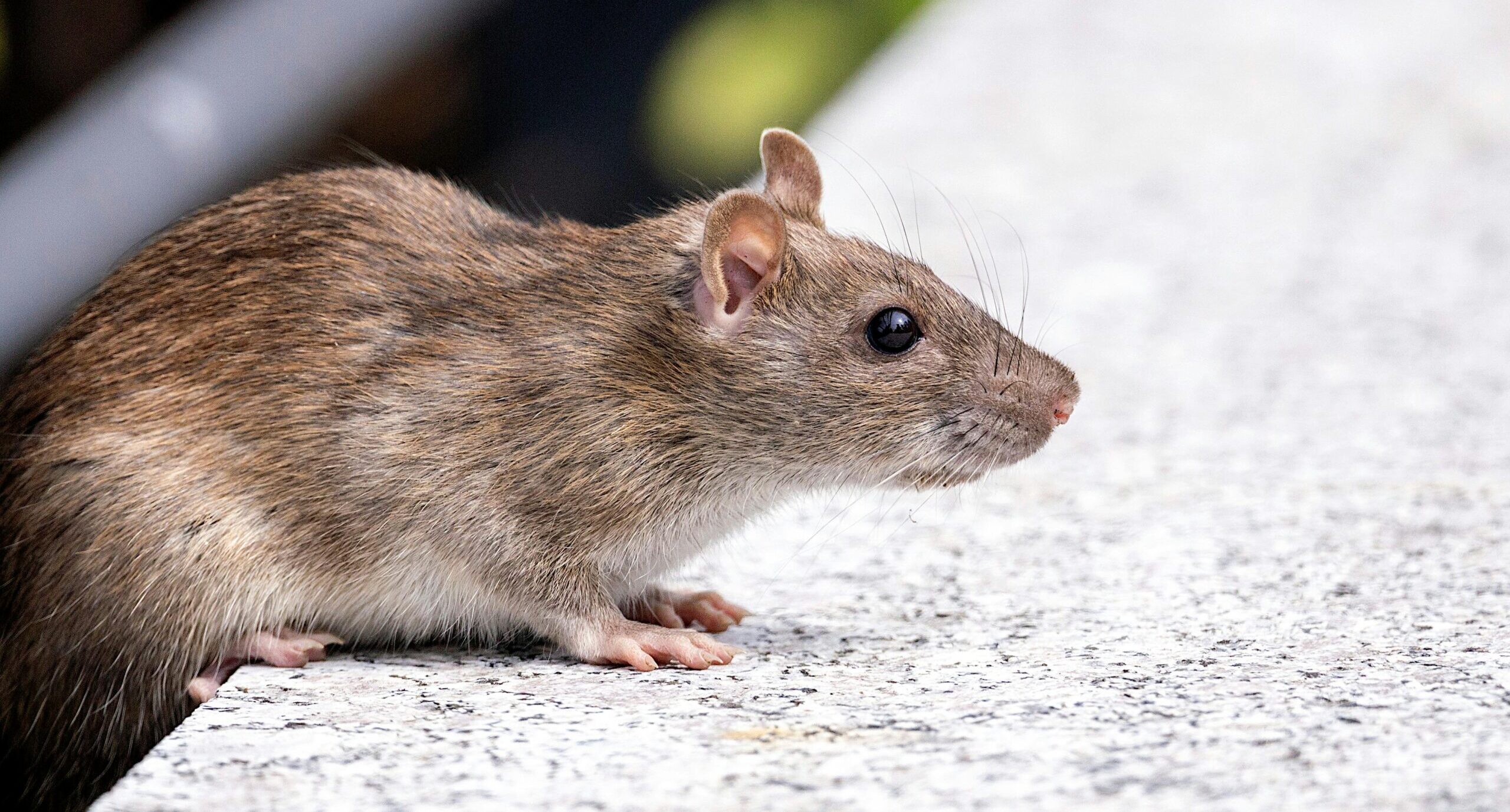 Ratten am Futterplatz - NatureTec