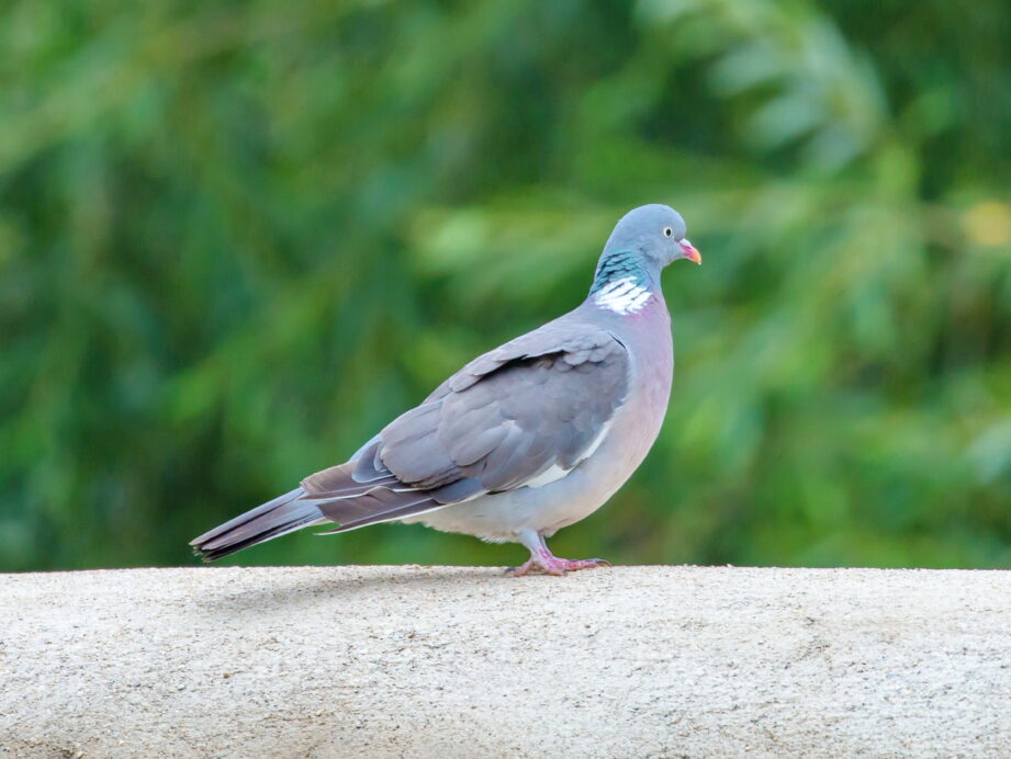 Ringeltaube - NatureTec