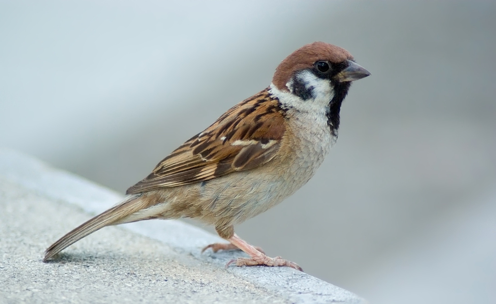 Feldsperling - NatureTec