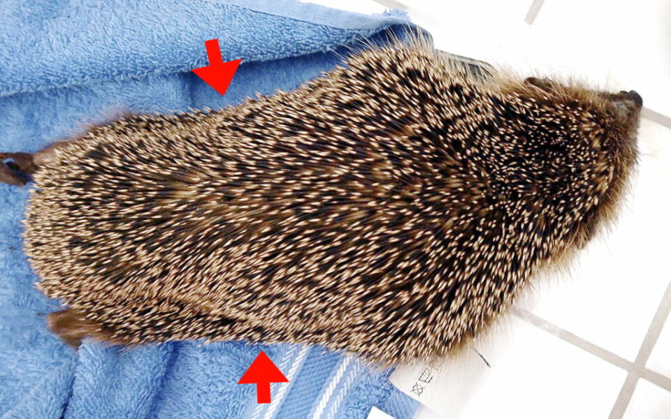 Warum sind Igel auch mal tagaktiv? - NatureTec