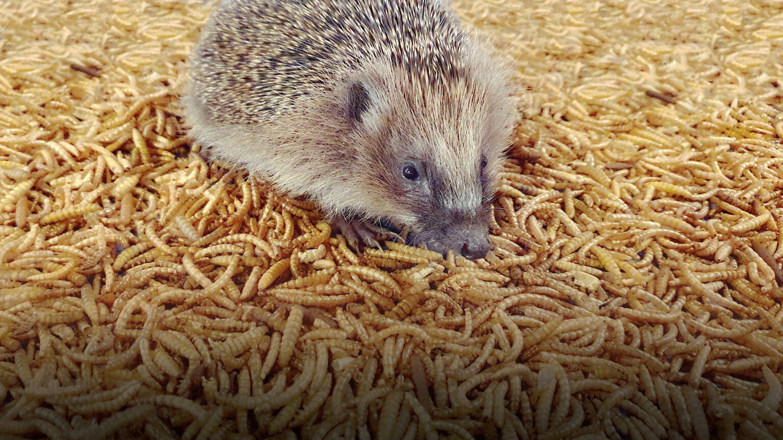 Darf man Igel mit Mehlwürmern füttern? - NatureTec Darf man Igel mit Mehlwürmern füttern? - NatureTec